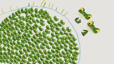 La véritable histoire du grand méchant Mordicus | Idéllo